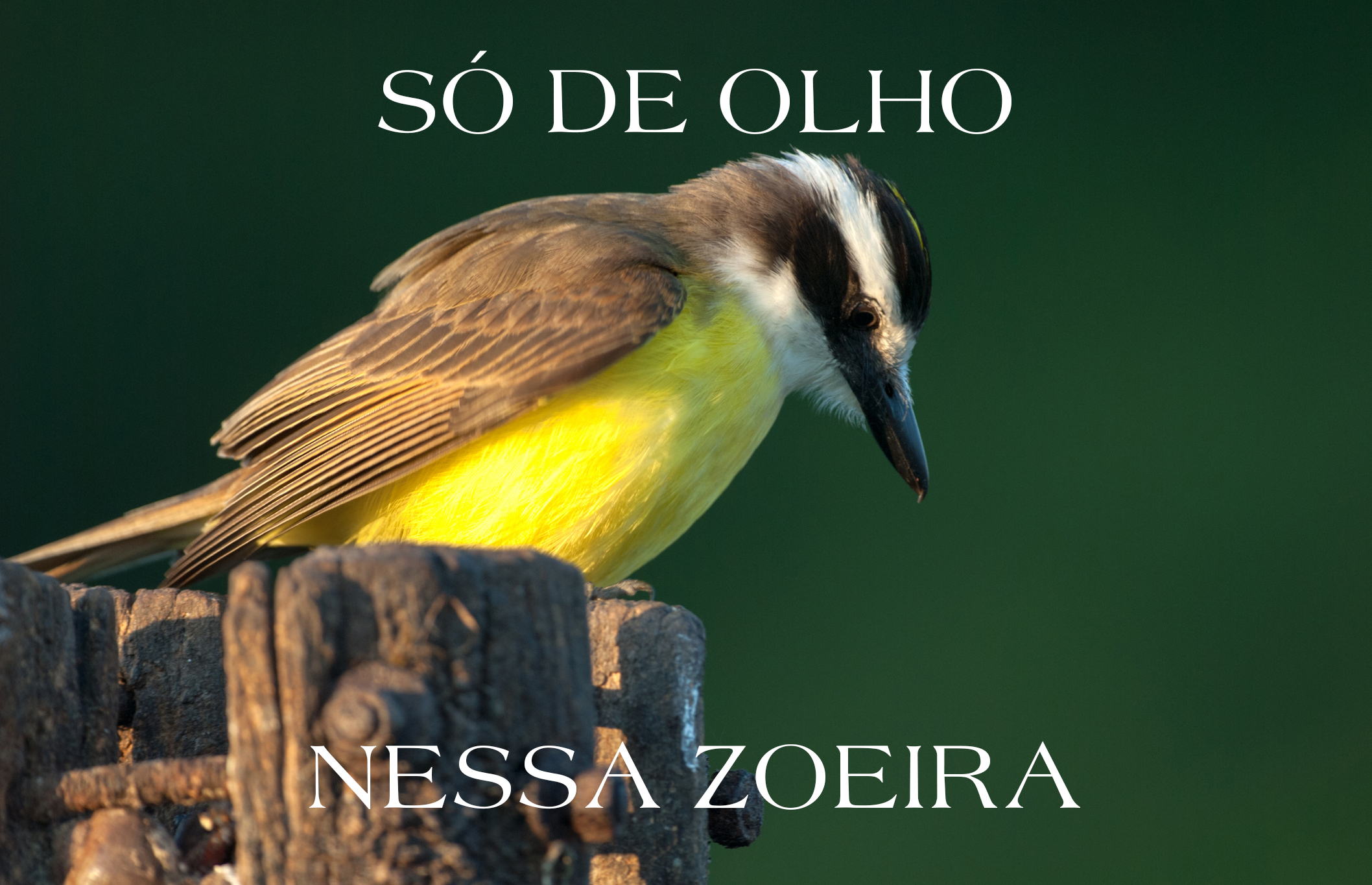 Bem-Te-Vi: os melhores memes que a internet criou até agora | Capricho